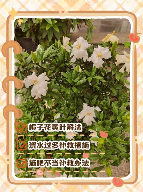 栀子花叶黄了补救措施图标