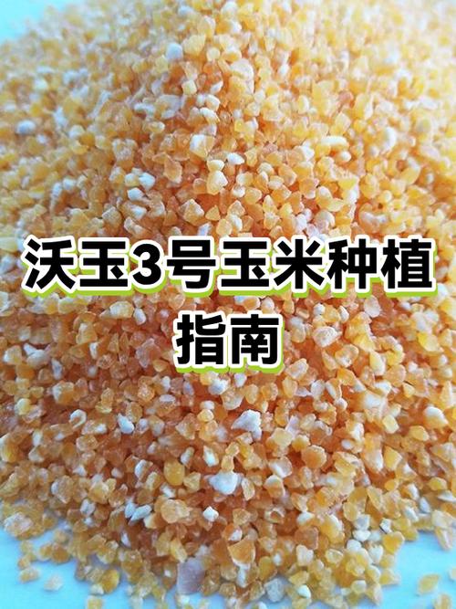 玉米种子怎么种植方法图标