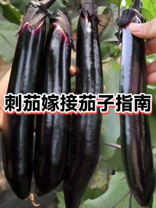 圆茄子最正确的挑选方法图标