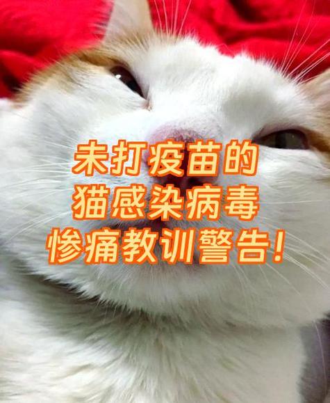 猫身上有毒吗病毒吗图标