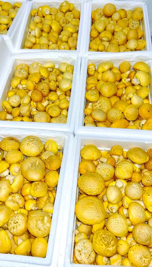 刷百万金蘑菇教程