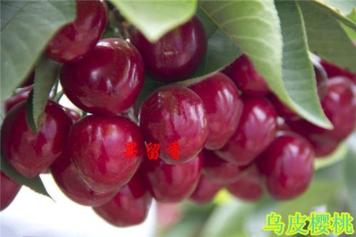 红妃樱桃属于小樱桃吗图标