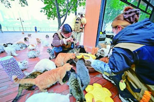 猫猫乐园赚钱缩略图