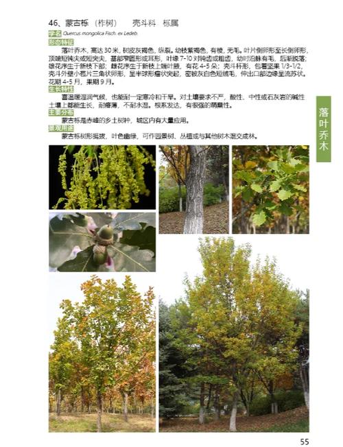 植物图鉴图标