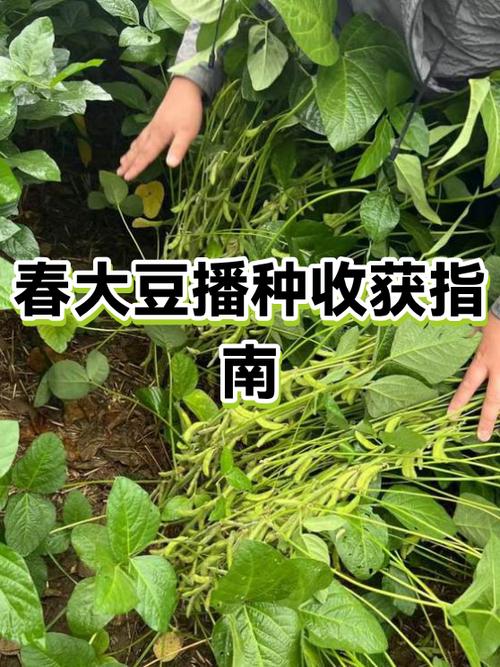 黄豆的种植方法图标