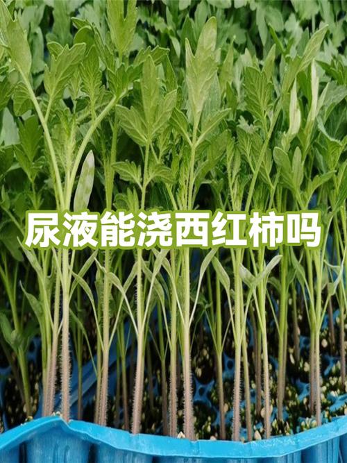 种西红柿能用尿素吗图标