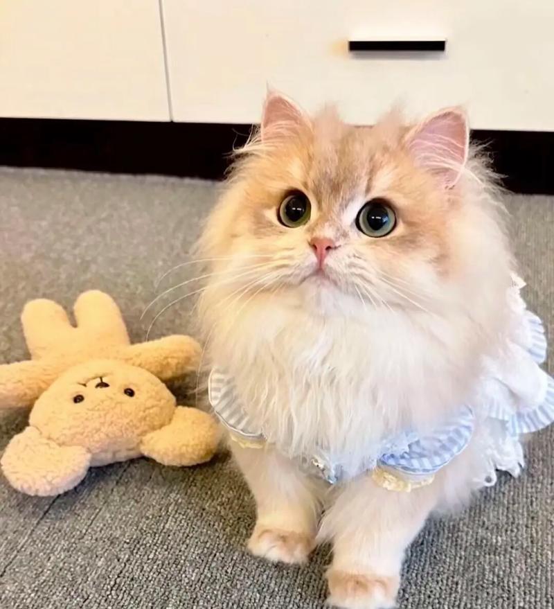 视频猫咪叫图标