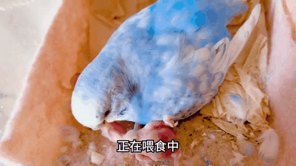 母鹦鹉吃什么喂幼鸟截图