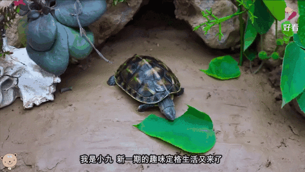 小龟怎么解除限制速度图标