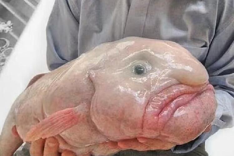 丑鱼视频图标