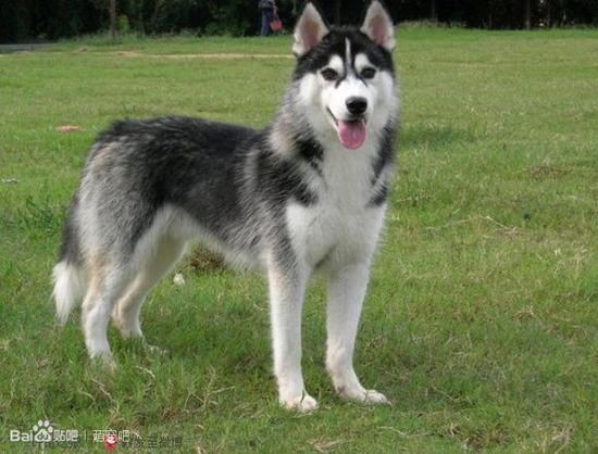 husky哈士奇图标