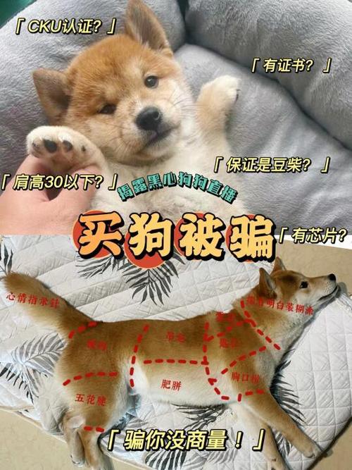 农场与奇遇买不了狗截图