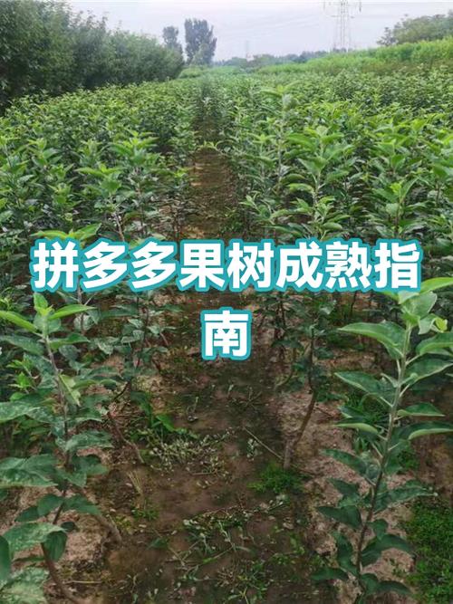 拼多多果园浇多少次水能成熟图标