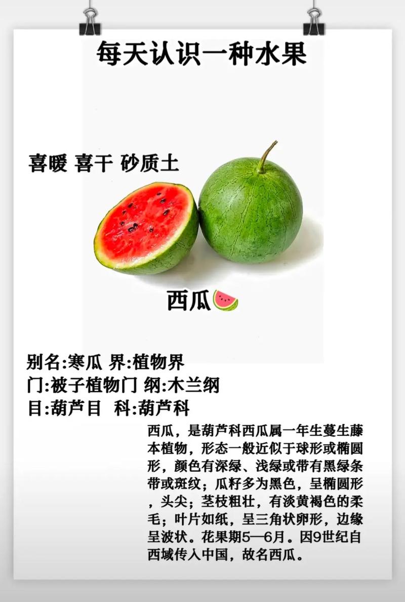 西瓜个人资料图标