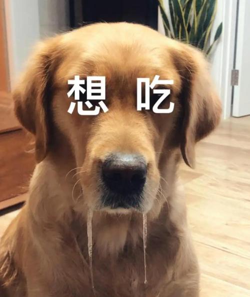 狗为什么那么馋截图