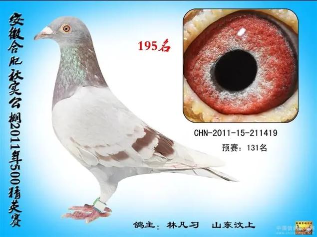 红鸽子配花鸽子怎么样图标