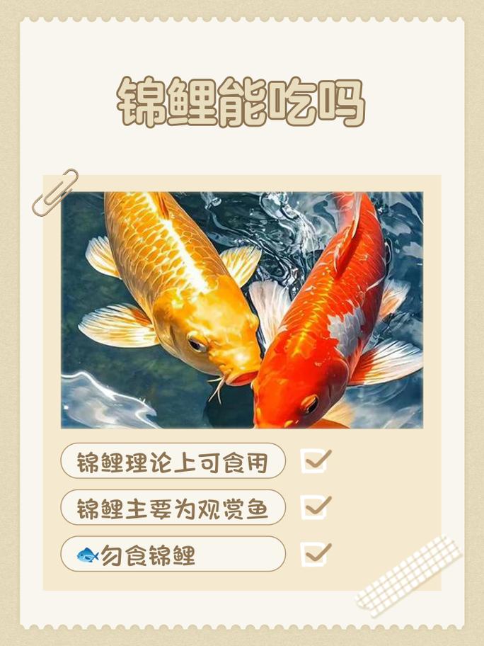 锦鲤会吃活小鱼吗图标