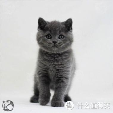 蓝猫和英短哪个贵图标