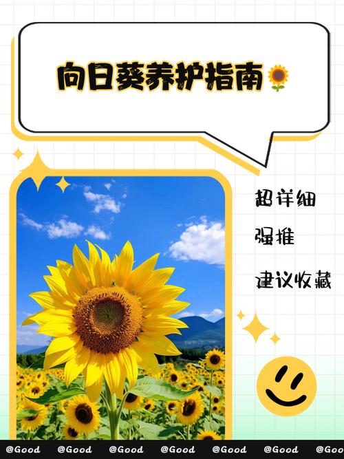 向日葵妈妈怎么推广图标