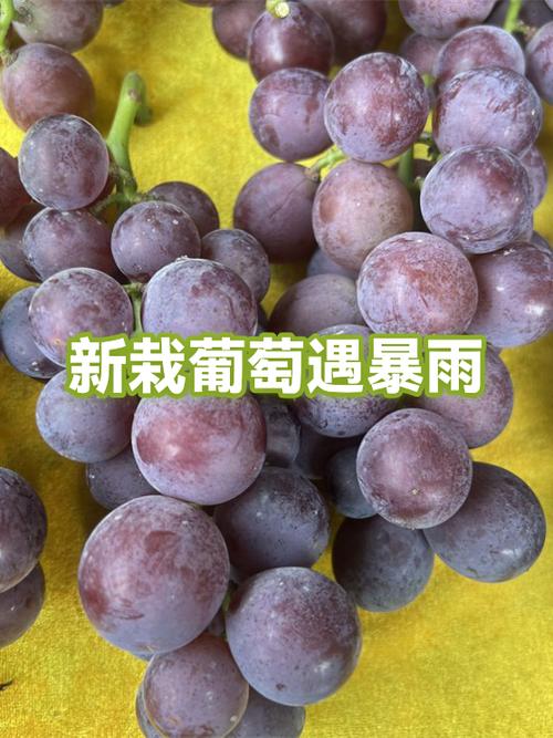 新葡萄论坛截图