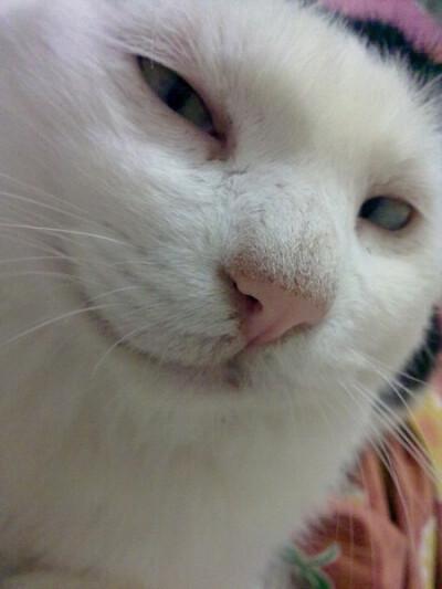 小贱猫图片图标