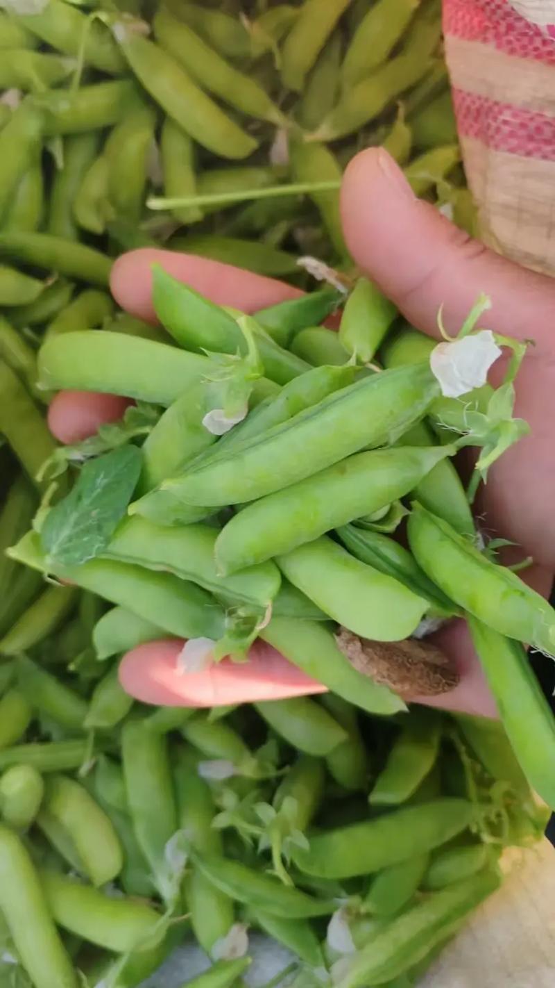 连信历史版本豌豆荚图标