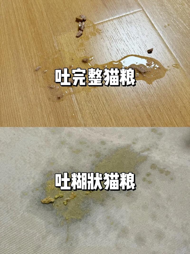 猫咪吐猫粮和黄水截图