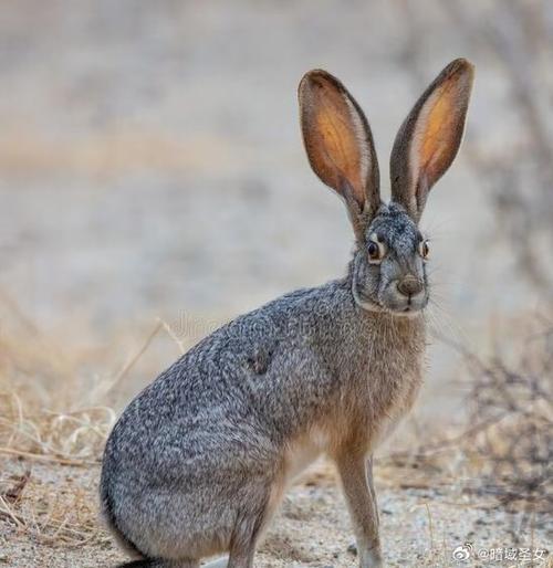 rabbit的中文图标
