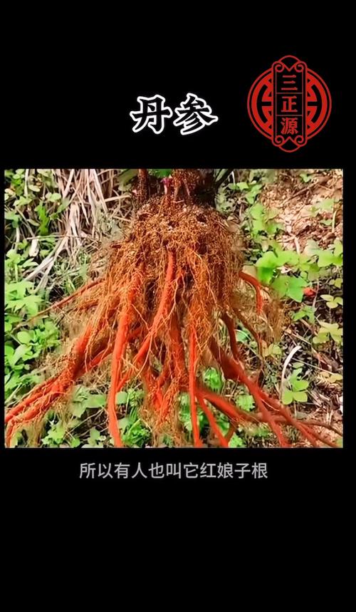 荒野大镖客2丹参就是鼠尾草图标