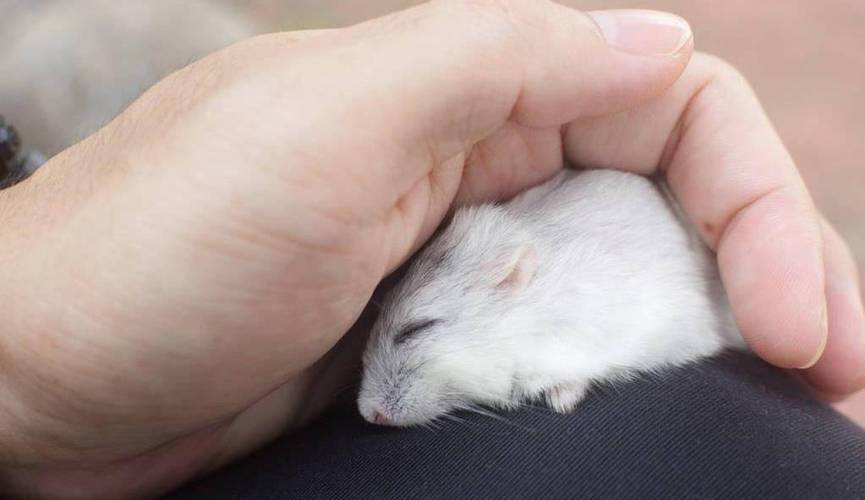 仓鼠死后处理方式图标