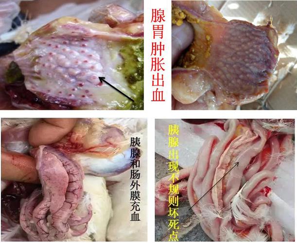 鹅黄病毒的主要症状图标