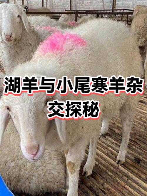 草羊 山羊和绵羊区别图标