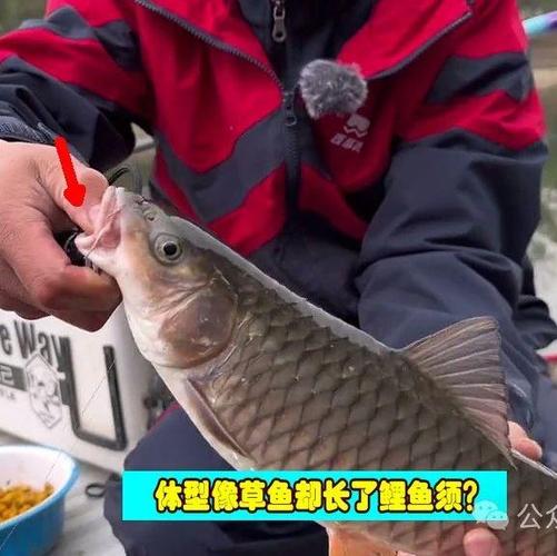军鱼好吃还是草鱼好吃