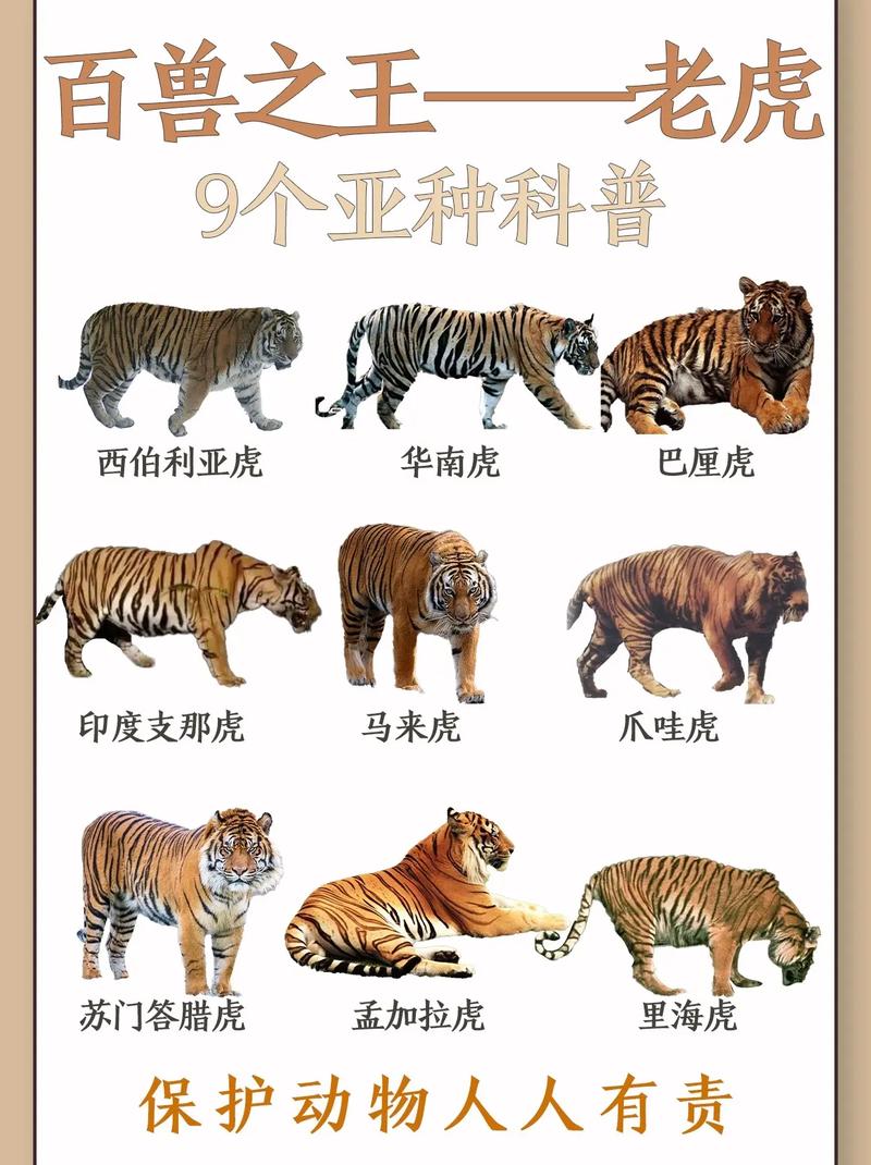 最近抓的老虎名单截图
