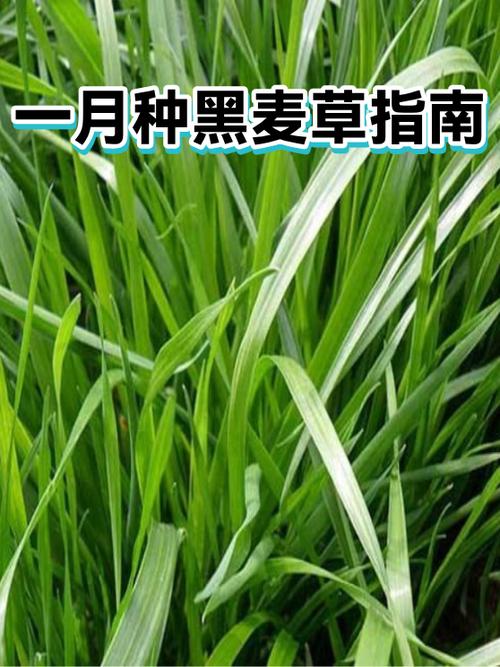 黑麦草几月份种最好图标