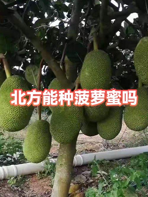 菠萝蜜可以放十天20天左右吗图标