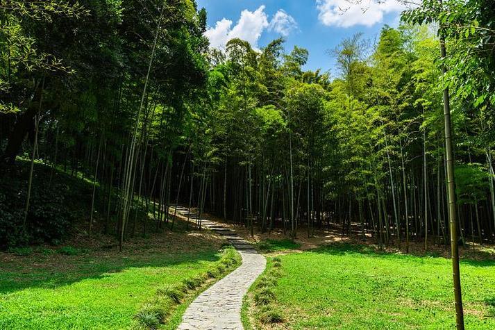 苏州竹林图标