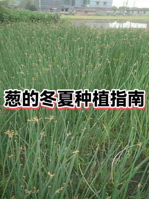 大葱怎么种葱白又白又长截图