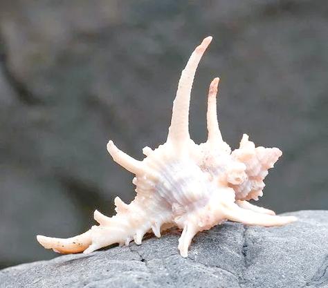 海螺是什么样子的