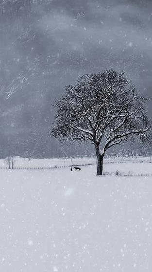 伤心的雪花原唱图标