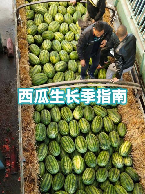 切开西瓜过夜怎么储存