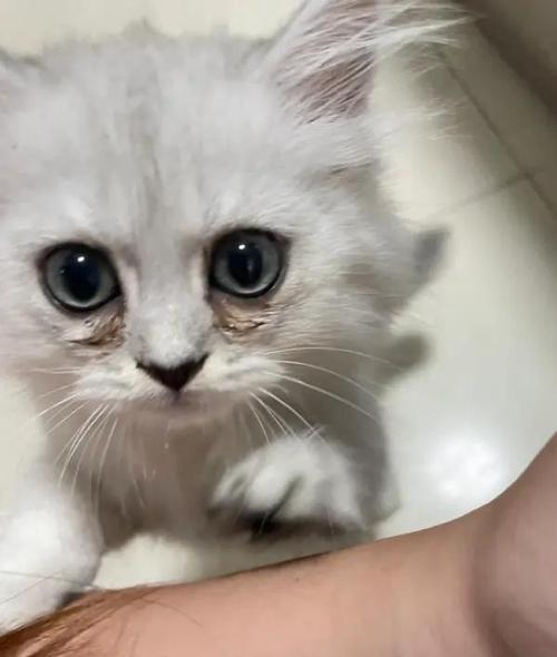 猫有泪痕最怕三个东西图标