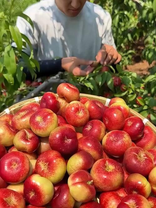 小蟠桃转发文章赚钱app图标