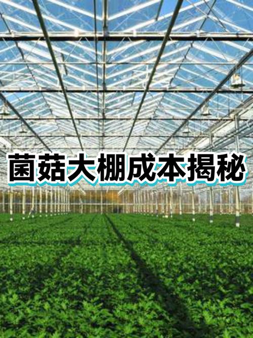 人工菌种植成本与利润截图