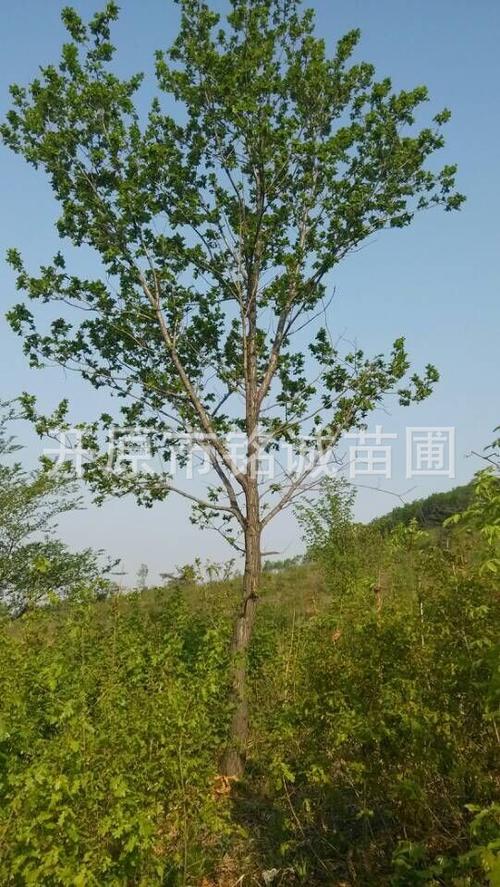 夏橡苗木价格图标