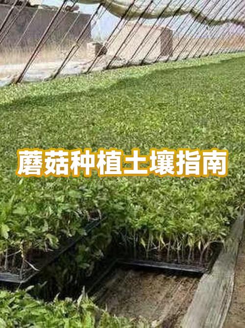 自家蘑菇种植方法图标