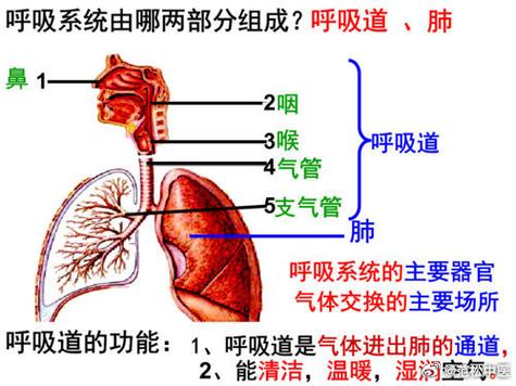 呼吸系统过程图图标