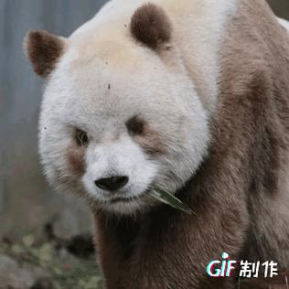 七仔眼睛乱转的视频截图