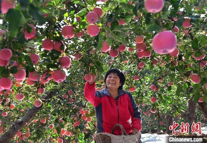 苹果一般什么季节收获图标