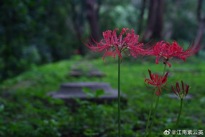 陌上花是指什么花图标